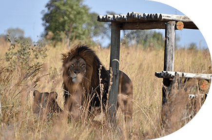 Schenkingen aan Goede Doelen 2025 | Nationale Postcode loterij ...