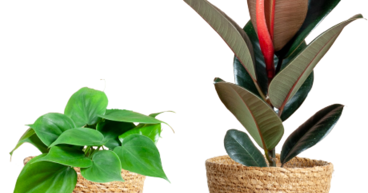 Ficus Elastica & Philodendron Scandens - Postcode Loterij