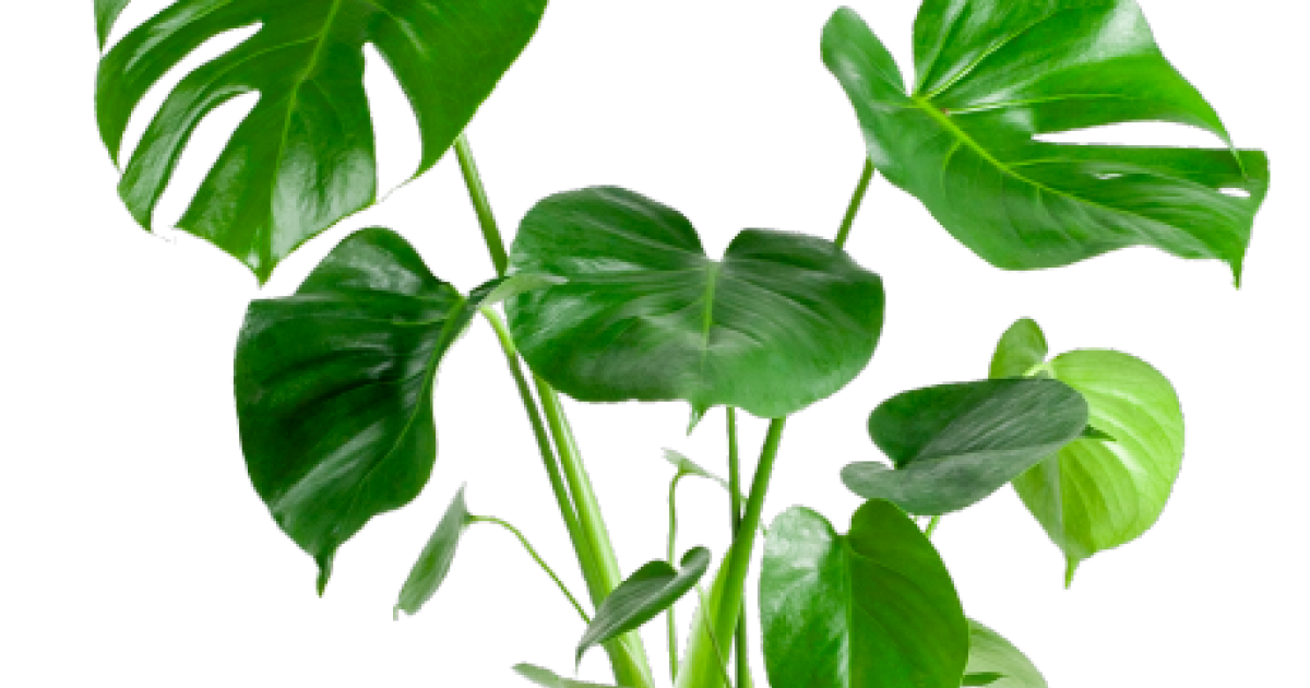 Gatenplant - Monstera Deliciosa - Postcode Loterij
